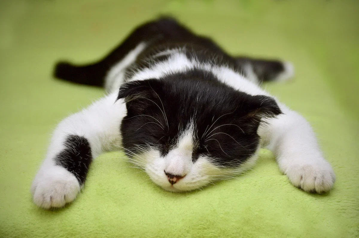 Stressed Cat? Here Are the Most Effective Natural Remedies – Eusphera UK
